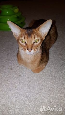 Абиссинские красавчики