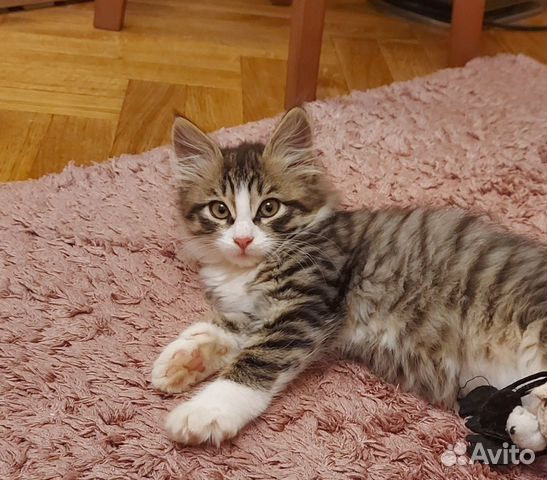 Котенок 2 месяца