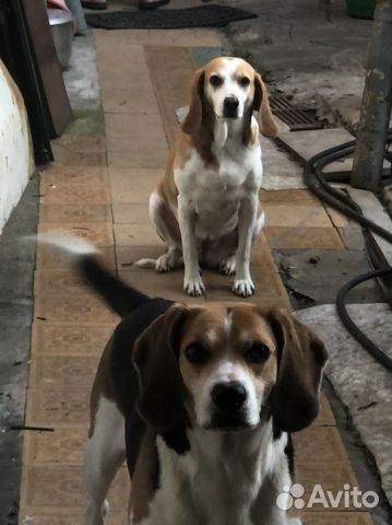 Галантный красавец бигль приглашает на вязку