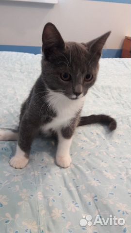 Серега 3 мес ищет надежный дом (частный приют)