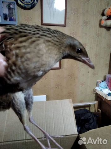 Отдам в добрые руки птицу Вальдшнеп