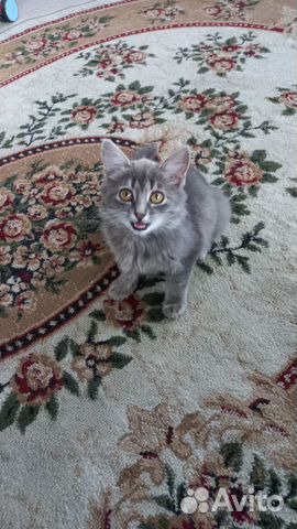 Милашка маленький