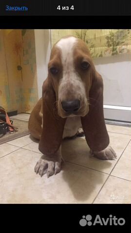 Щенок бассет хаунд