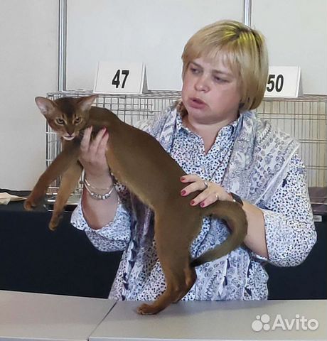 Абиссинский кот