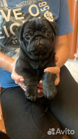 Мопсы черныши ищут своих лучших родителей