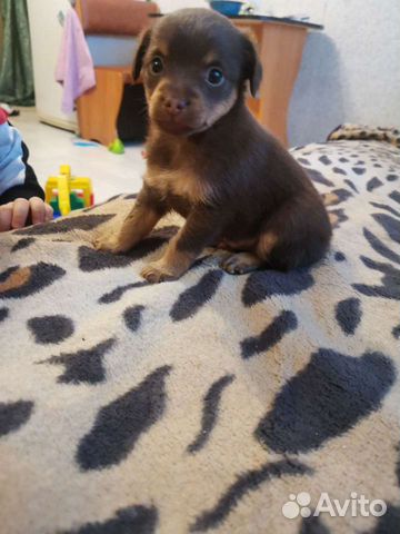 Американский той-терьер