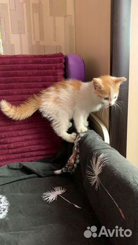 Котенок-девочка Рыжулька ищет дом