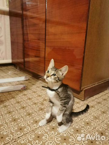 Котенок мальчик в добрые руки