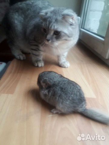 Продается шиншилла