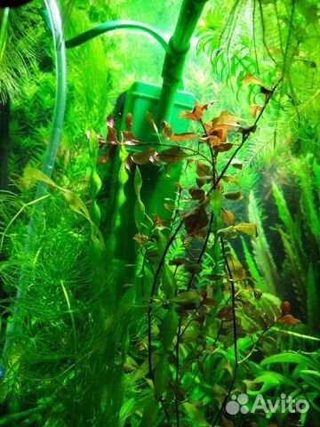 Аквариумные рыбки и растения