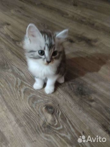 Котяточки