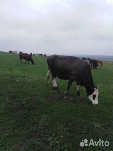 Продаются коровы