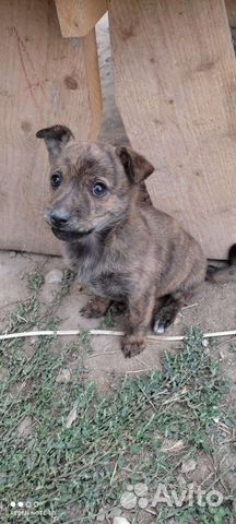 Собака маленькая порода