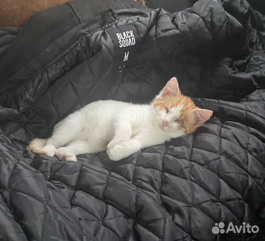 Необычный котенок в самую любящую семью