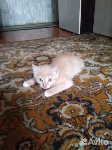 Котята в добрые руки бесплатно