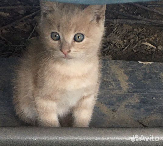Отдам в добрые руки котят цвета абрикоса