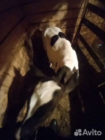 Продам телку