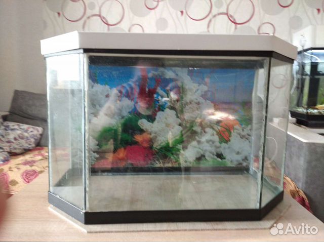 Аквариум