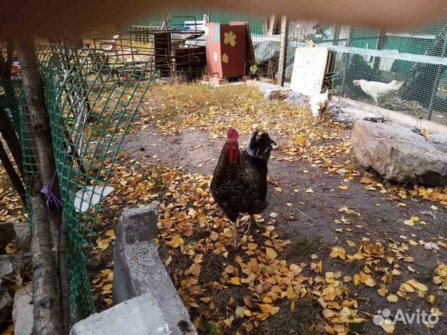 Отдам петуха