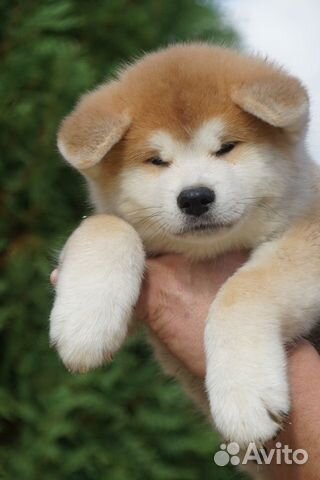 Элитный щенок Акита