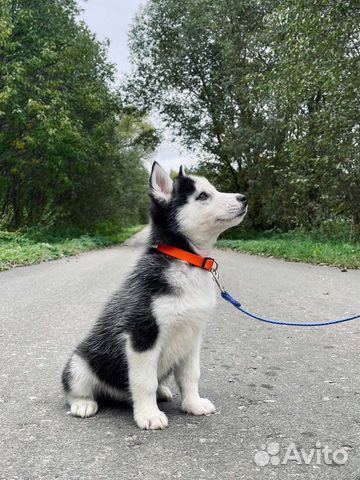 Черно-белый разноглазый кобель РКФ
