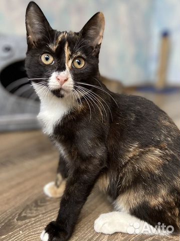 Трехцветная малышка Фея