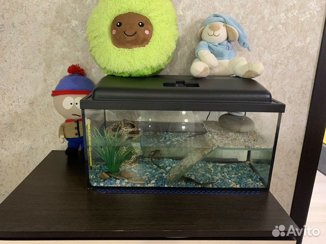 Аквариум с тритонами