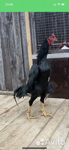 О Шамо инкубационный яйцо