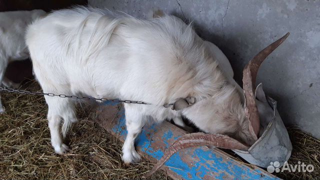 Продаётся козёл молочной породы