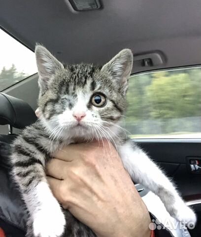 Котенок без глазика
