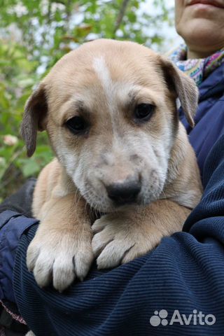 Щенки 1,5 месяца