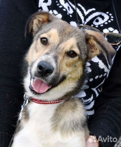 Собака в добрые руки