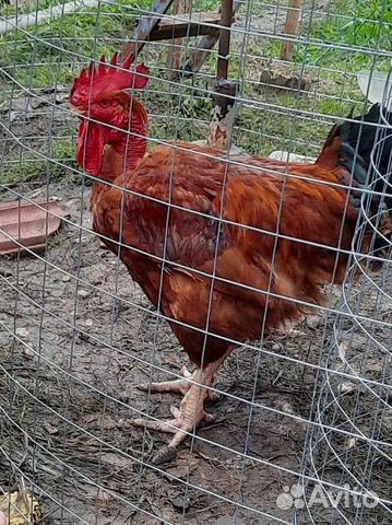 Петух мохноногий