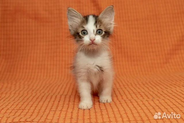 Котенок Лео в добрые руки