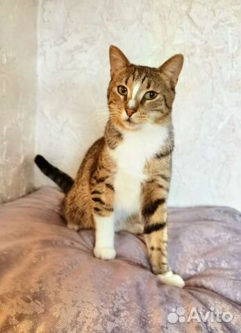 Идеальный малыш в добрые руки