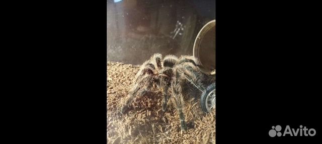 Паук птицеед