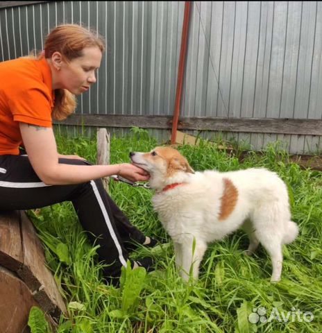 В добрые руки собака лайка. Верный друг и звоночек