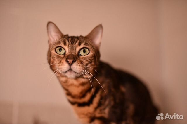 Лилит (мраморная бенгалка)