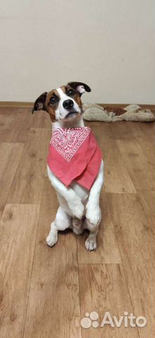 Джек рассел терьер