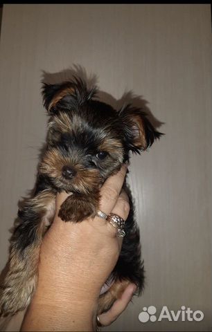 Йорк щенок мальчик