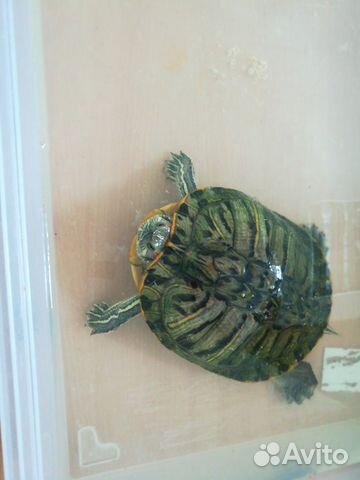 Красноухая водная черепаха бесплатно