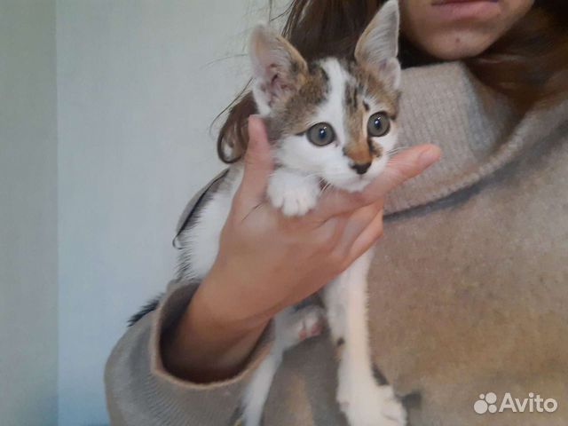 Кошка