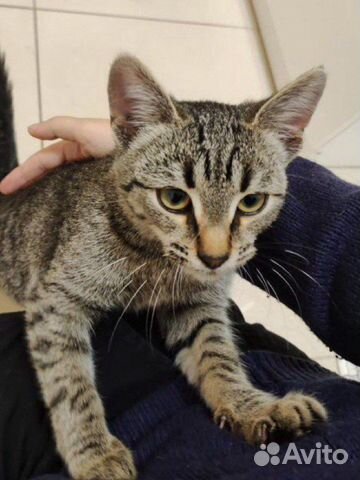 Котенок девочка 3-4 мес. Кошка, кошечка маленькая