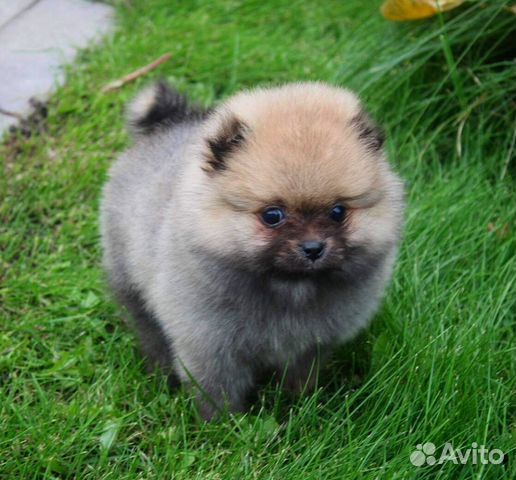 Мини малышка