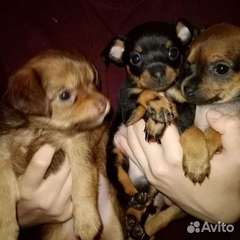 Щенки русский той-терьер