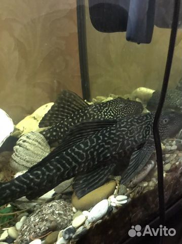 Продаю больших сомиков