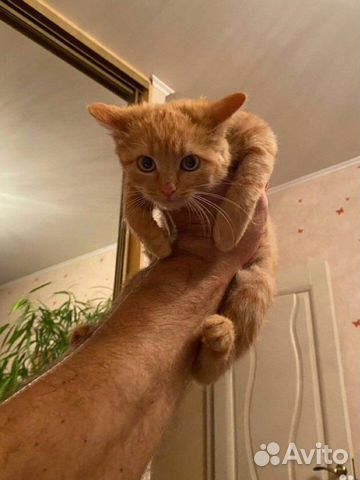 Котенок рыжий котята рыжая кошечка кошка в дар бес