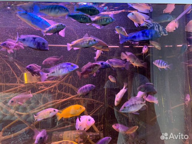 Продам Малавийских цихлид