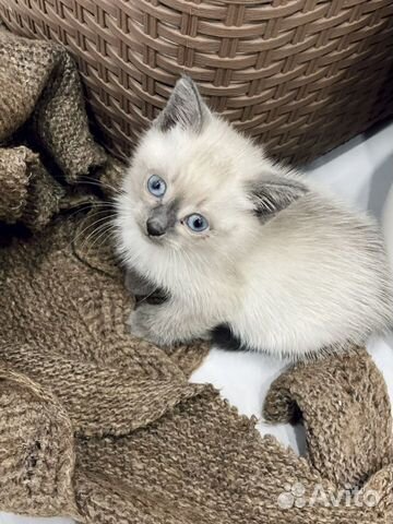 Котенок Батыр в заботливые ручки