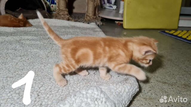 Котята в добрые руки даром